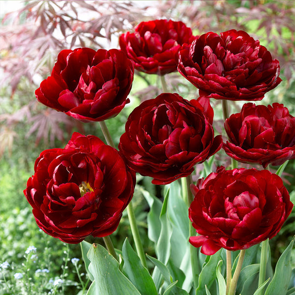 50 Tulip Double Late Collection Bulbs Blooms Species Growing Bonsai Roots Rhizomes Corms Tubers ...