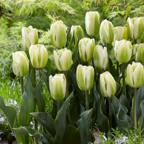 50 Tulip Viridiflora Collection (11-12cm Bulbs) Bulbs Blooms Species Growing Bonsai Roots ...