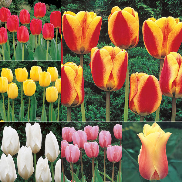 Wow!® Perennial Tulip Collection Bulbs Blooms Species Growing Bonsai Roots Rhizomes Corms Tubers ...