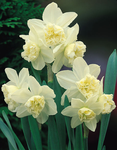 daffodil white marvel