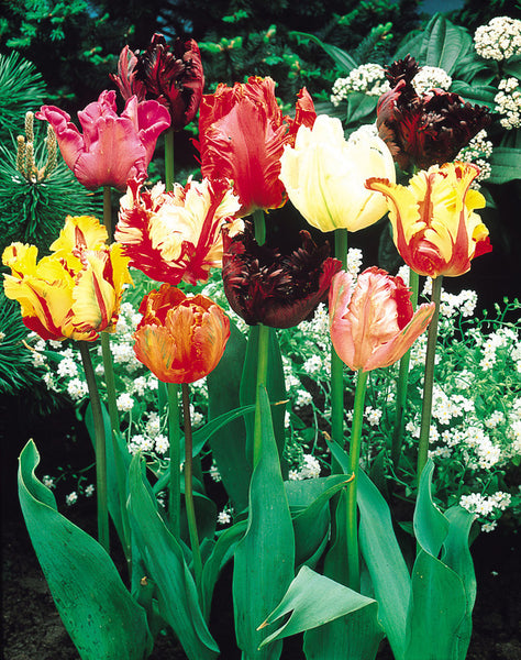 Parrot Mixed Tulip Bulbs Blooms Species Growing Bonsai Roots Rhizomes Corms Tubers Potted ...