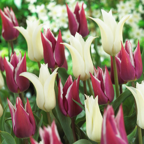 Tres Chic Tulip Bulbs Blooms Species Growing Bonsai Roots Rhizomes Corms Tubers Potted Planting ...