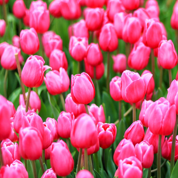 Tulip Bulbs Christmas Marvel Blooms Species Growing Bonsai Roots Rhizomes Corms Tubers Potted ...