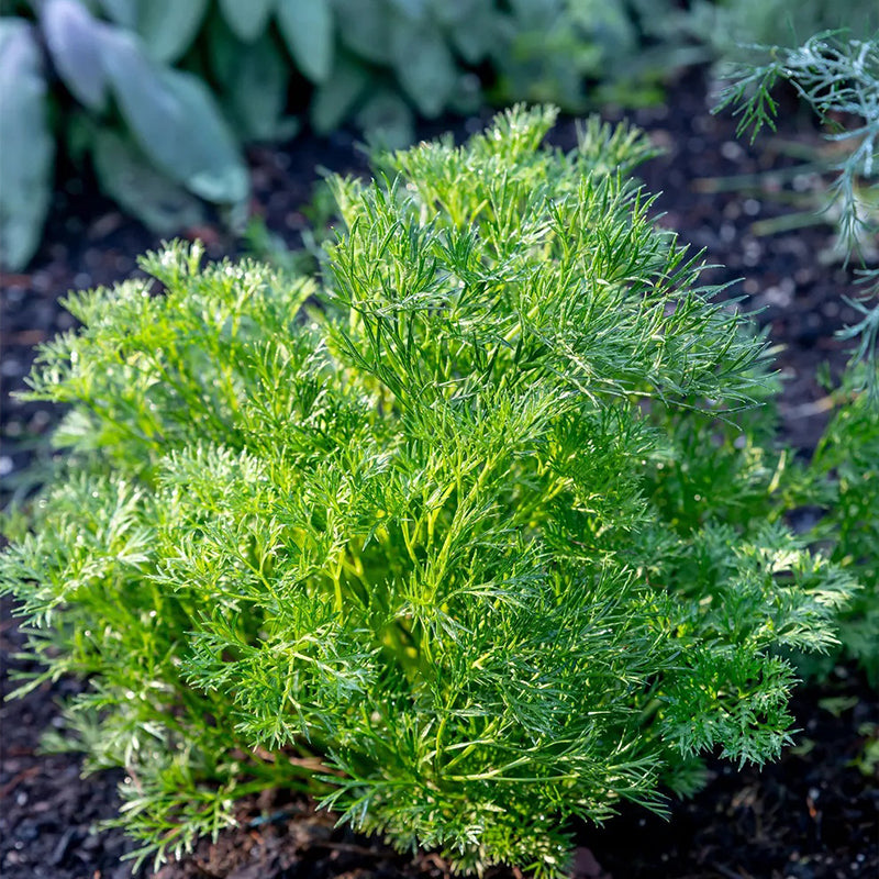 Parsley, Green Dream | Seedsplant