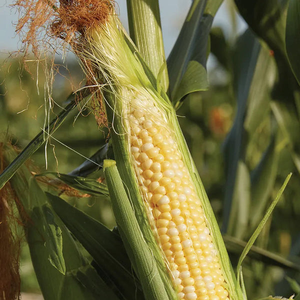 Corn, Sweetness Hybrid | Seedsplant