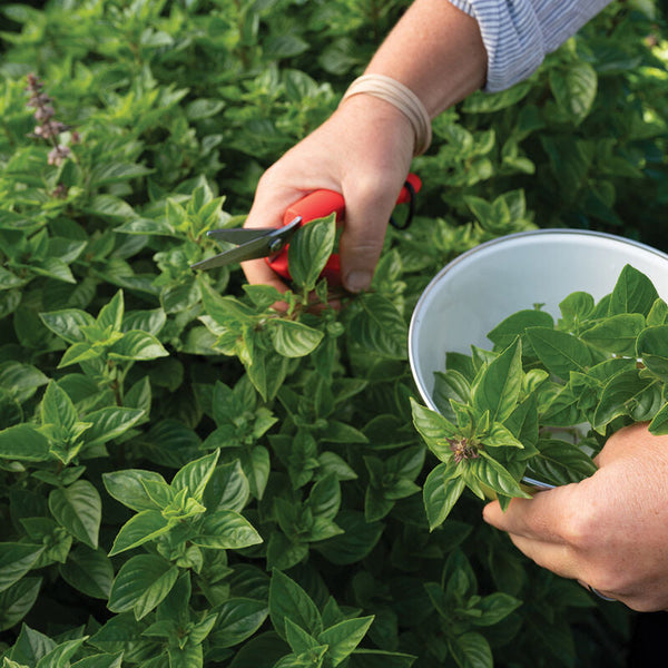 Everleaf Lemon Basil Seed | Seedsplant