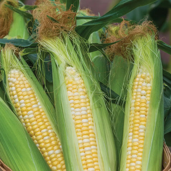 Corn, On Deck Hybrid | Seedsplant