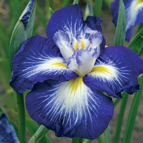Gusto Japanese Iris Bright contrasting colors Iris Species Growing ...