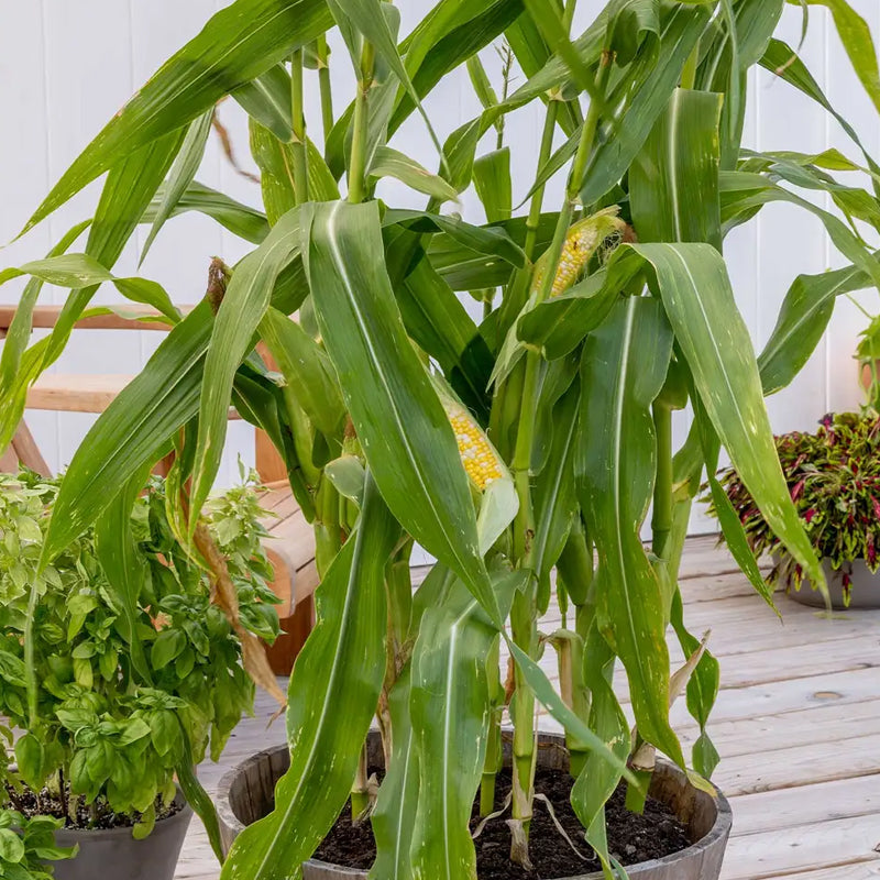Corn, On Deck Hybrid | Seedsplant