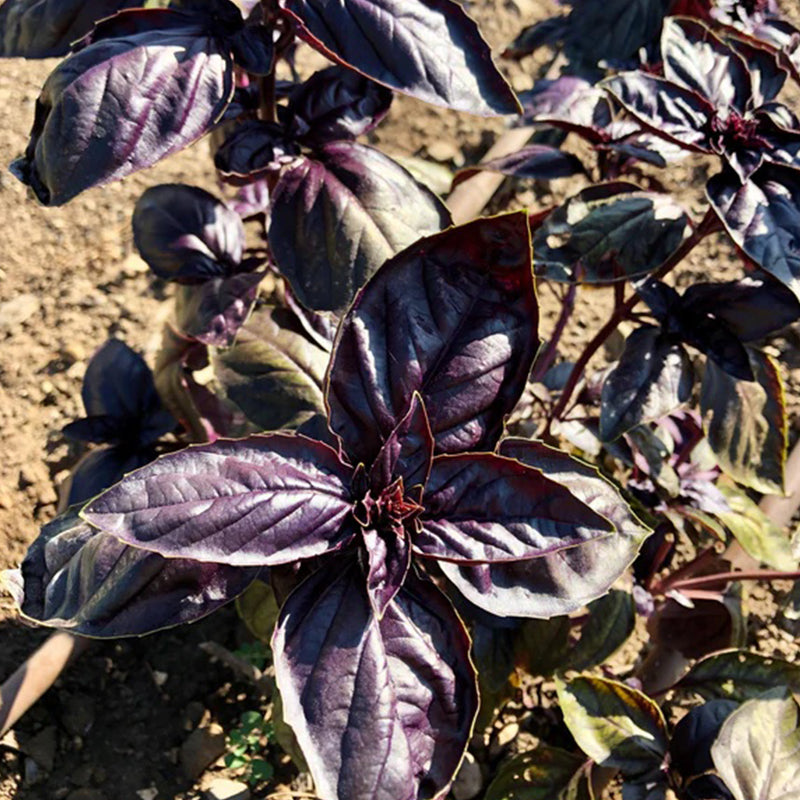 Amethyst Improved Purple Basil | Seedsplant