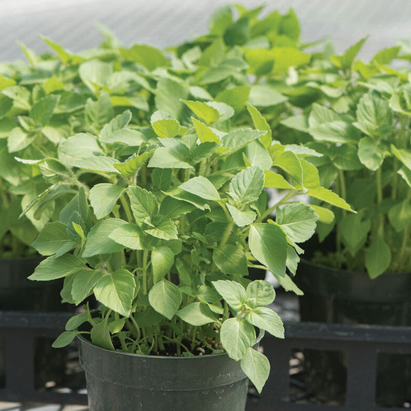 Kapoor Tulsi (Holy Basil)Organic Basil Seed | Seedsplant