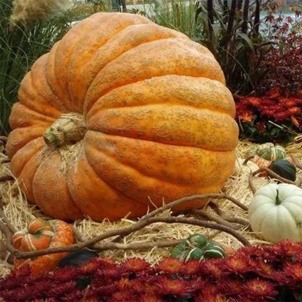 Pumpkin Big Moose | Seedsplant