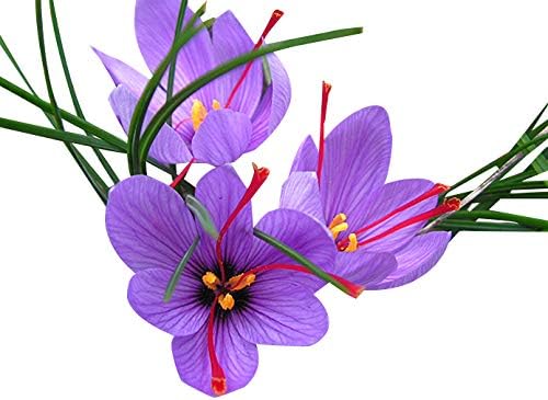 10 Saffron Sativus Crocus Corms - Instructions Will be Included ...