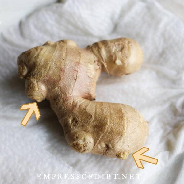 10 Live Sprouted Rhizomes of Heirloom Peruvian Ginger (Zingiber ...