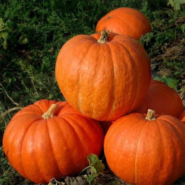Pumpkin Big Moose | Seedsplant