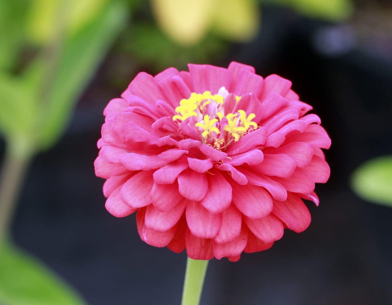 500+ Mix Colors Zinnia Seeds for Planting Outdoors Heirloom Non-GMO 90% ...