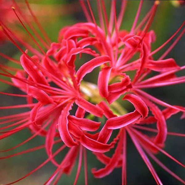 Red Lycoris Spider Lily Bulbs Radiata Hurricane Cluster Amayllis ...
