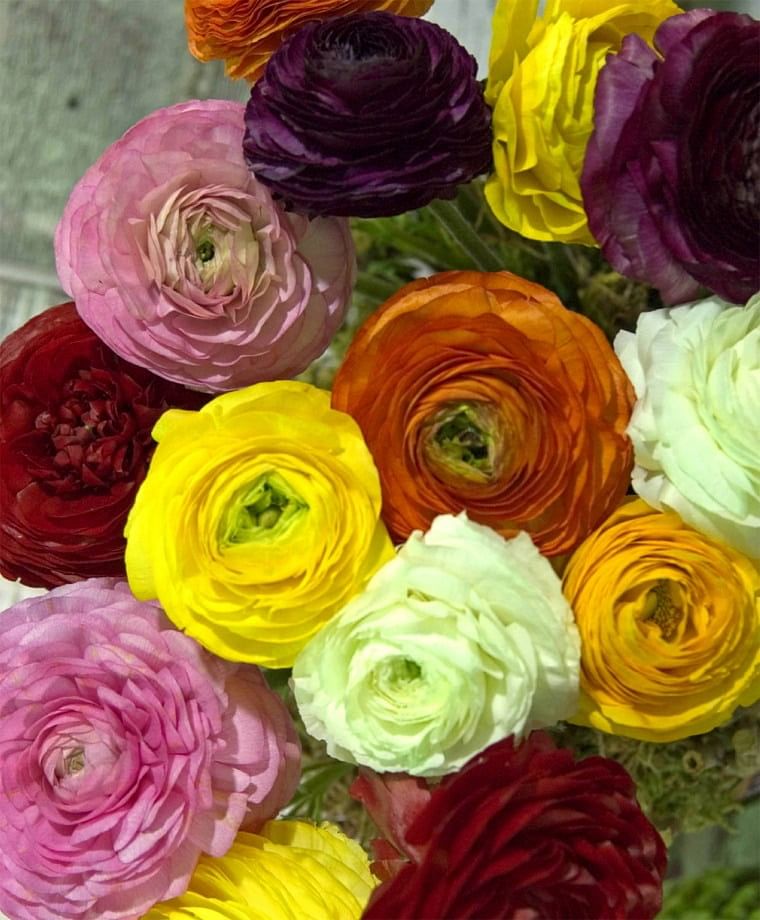 RANUNCULUS MIXED COLOR SHADES Ranunculus Cream Blend Corms Bulbs ...