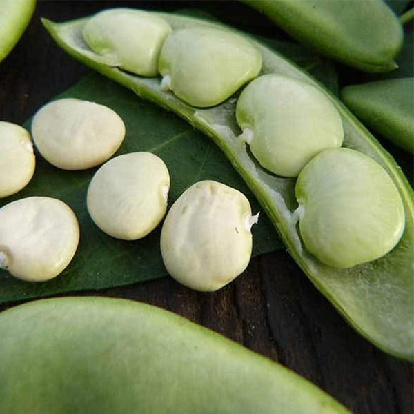 Fordhook 242 Bush Lima Bean Open Pollinated, Non-GMO, Farm & Vegetable ...