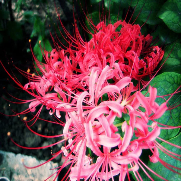 Cheap Pink Lycoris Spider Lilies Bulbs Radiata Hurricane Lily Cluster ...