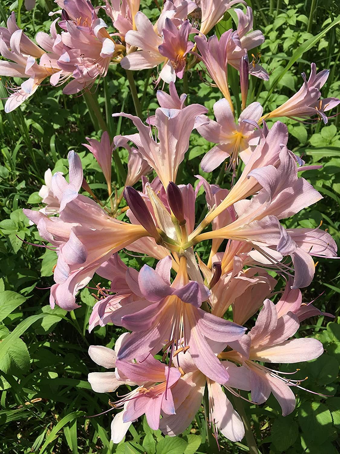Naked Lady Pink Lycoris Spider Lilies Bulbs Radiata Hurricane Lily ...