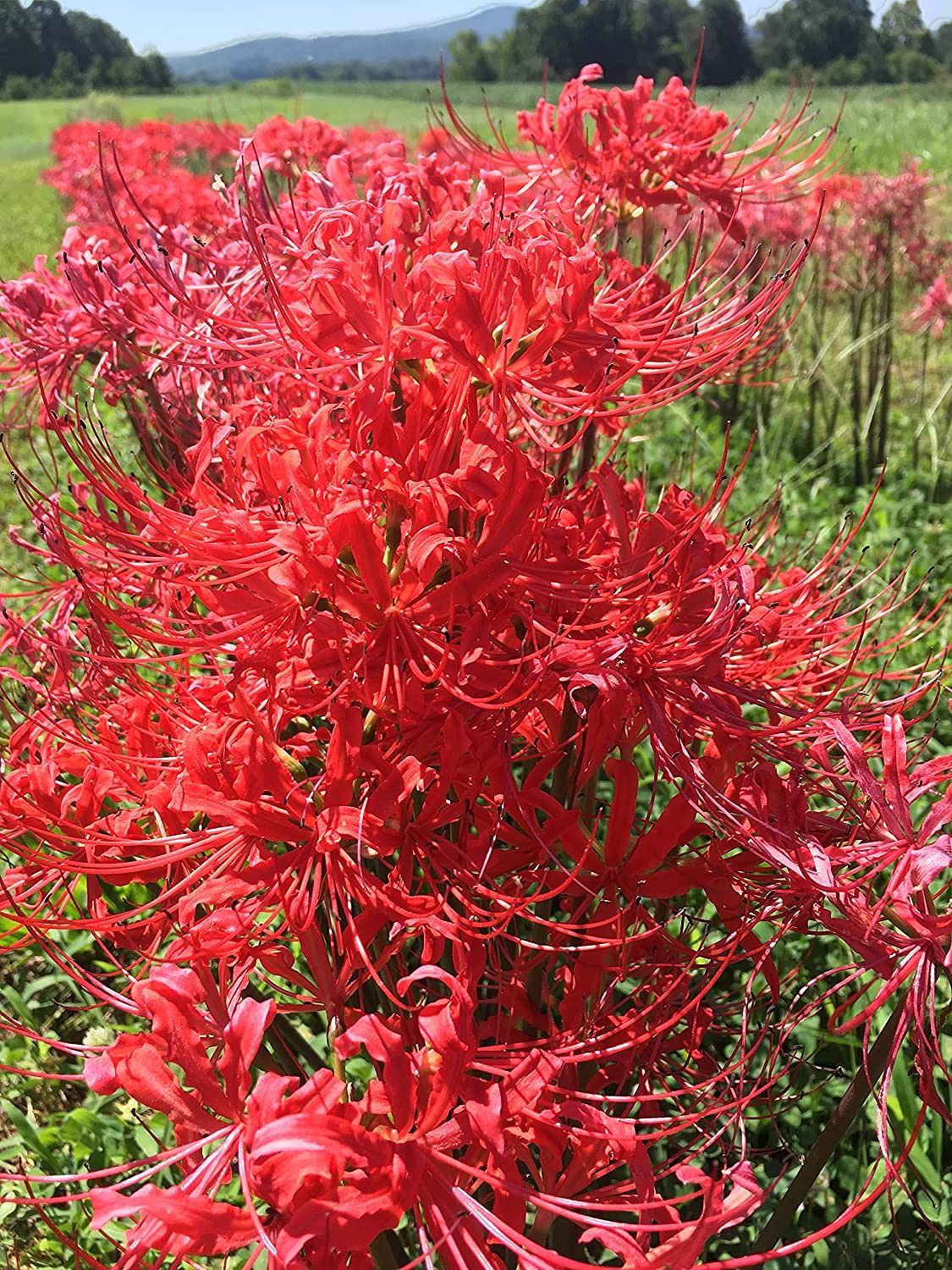 Red Spider Lily Lycoris Bulbs Radiata Hurricane Cluster Amayllis ...