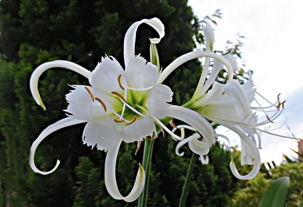 Jumbo Lycoris Spider Lilies Bulbs Radiata Hurricane Lily Cluster ...
