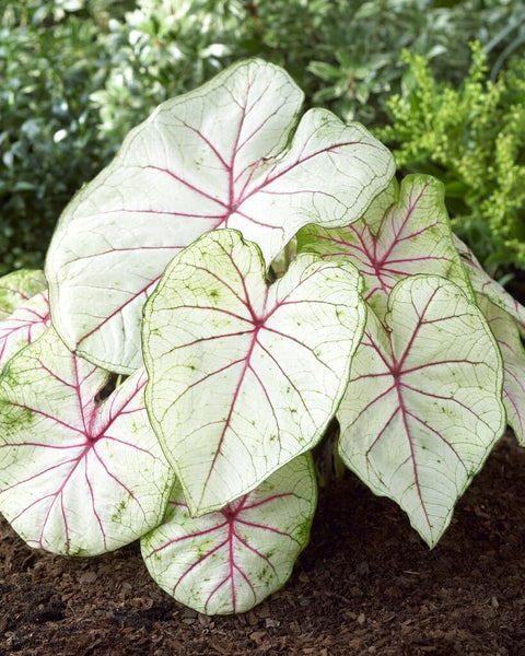 5 White Queen Caladium Bulbs for Planting - Perennial Hosta, Elephant ...