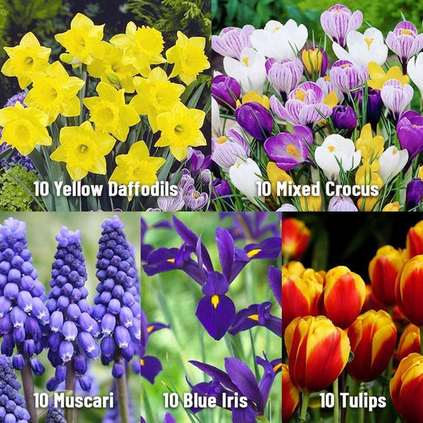 Complete Spring Flower Bulb Garden - 50 Bulbs for 50 Days of Continuous ...