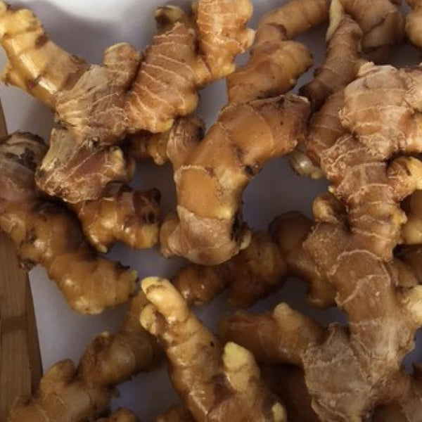 White Brown Ginger Tuber 1/2LB Perennial Herb Plant Great Seasoned ...