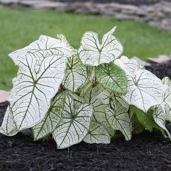 Dwarf Candidum Jr Caladium Bulb - Fancy Leaf Caladium - 1 Caladium Root ...