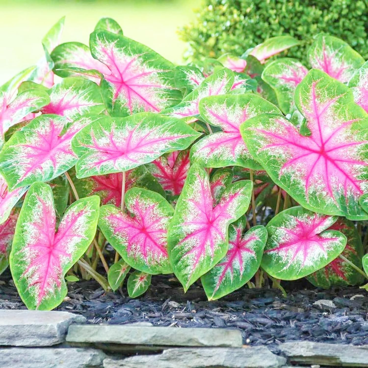 Caladium Bicolor Seeds Angel Wings Tropical Perennial Heavy Shade ...