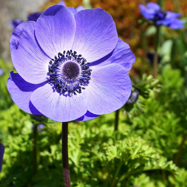 Anemone Mix Plant Bulbs (10 bulbs) - Colorful Flowers in Spring ...