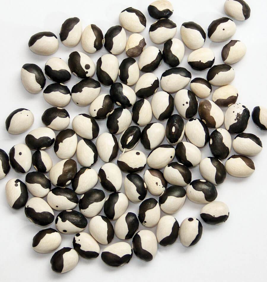Calypso | Seedsplant