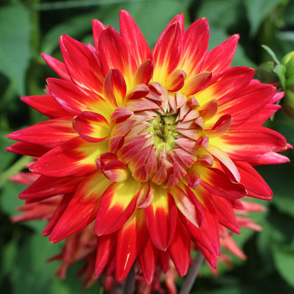Bora Bora Dahlia Bulbs Perennial Growing Bonsai Roots Rhizomes Corms ...