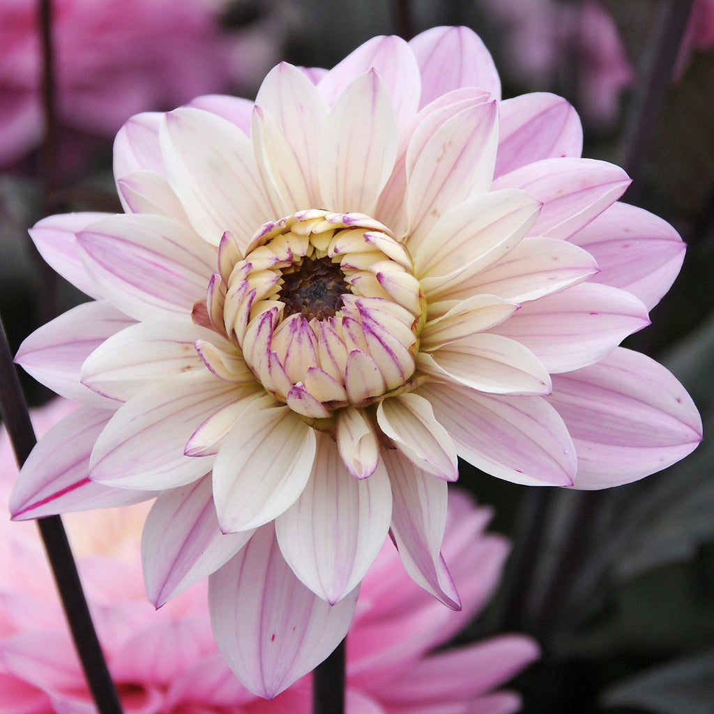 Melody Harmony Dahlia Bulbs Perennial Growing Bonsai Roots Rhizomes ...