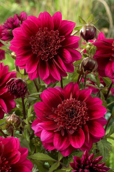 Purple Puff Dahlia Bulbs Perennial Growing Bonsai Roots Rhizomes Corms ...