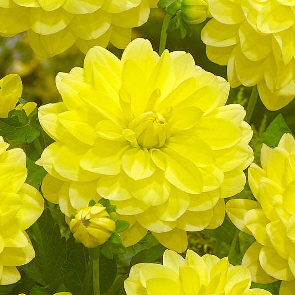 Dahlia Sun Lady Bulbs Perennial Growing Bonsai Roots Rhizomes Corms ...