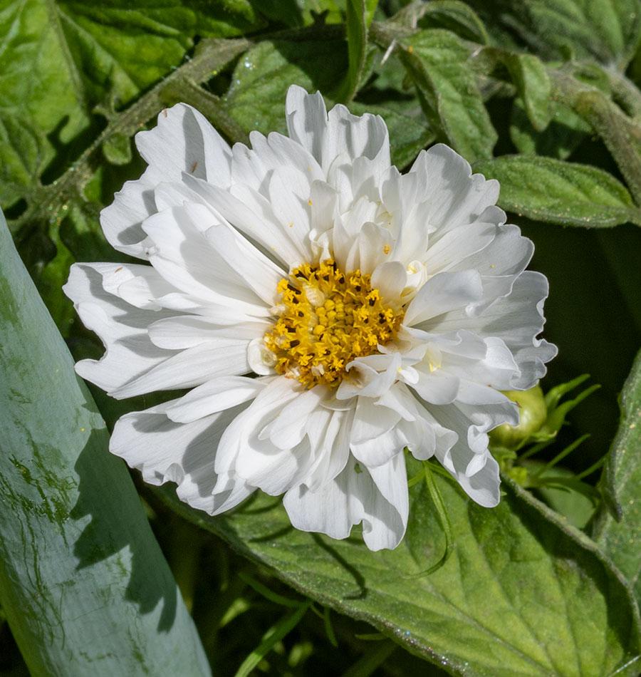 Double Click Snow Puff | Seedsplant