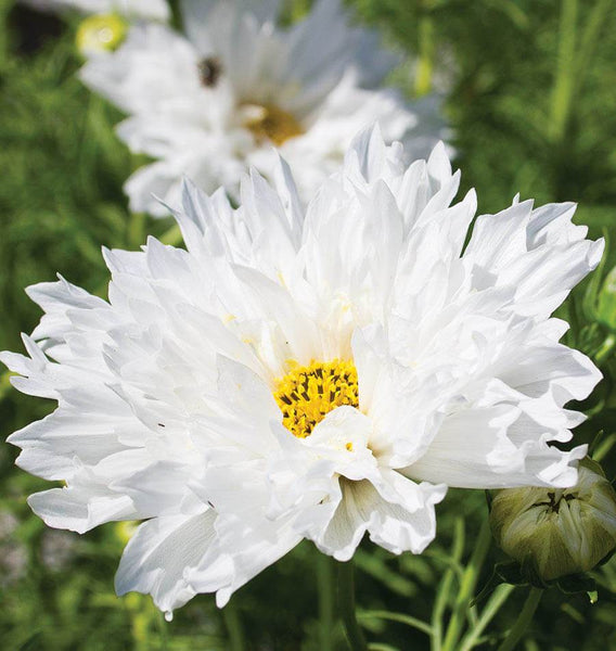 Double Click Snow Puff | Seedsplant