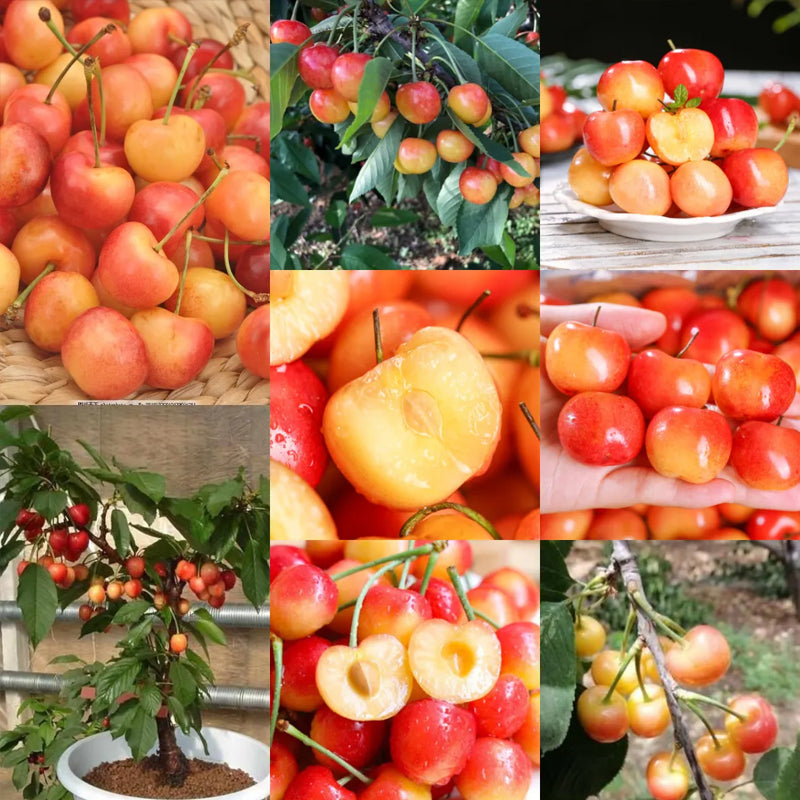 Rainier Cherry Fruit Seeds(Can be planted in winter) | Seedsplant