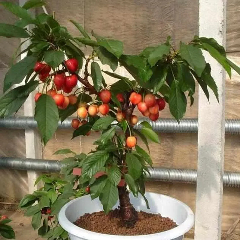 Rainier Cherry Fruit Seeds(Can be planted in winter) | Seedsplant