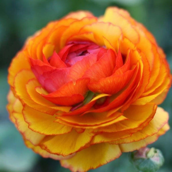 Orange Ranunculus Corms Bulbs Persian Buttercup Growing Bonsai Roots ...
