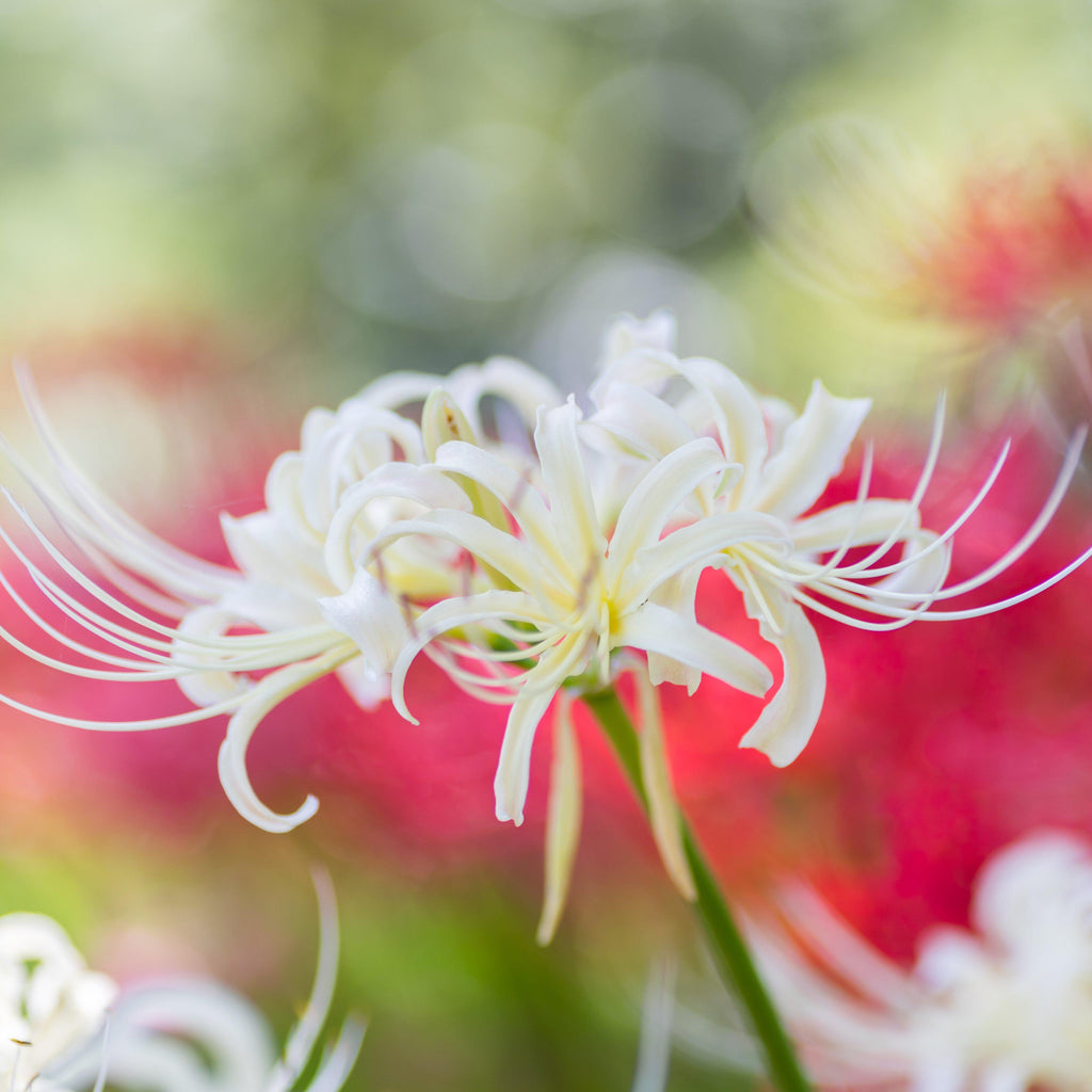 Lycoris White Albiflora Spider Lilies Bulbs Radiata Hurricane Lily ...