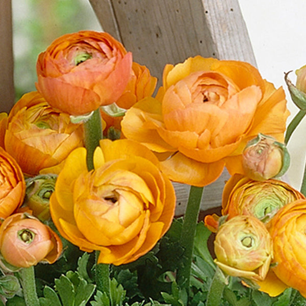 Ranunculus Tomer Orange Corms Bulbs Growing Bonsai Roots Rhizomes ...