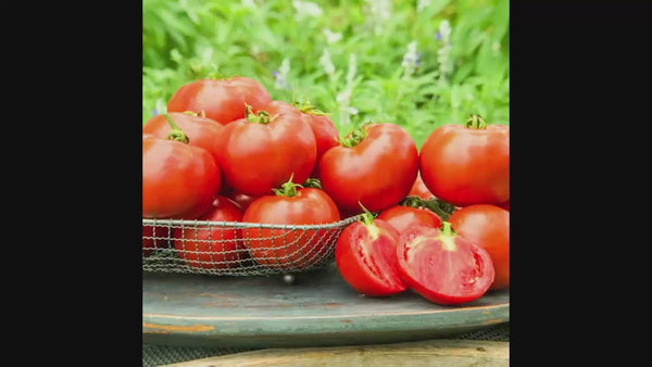 Ruby Monster Hybrid Tomato | Seedsplant