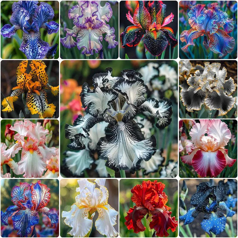 Sapphire Spark-Rare Iris Seeds⚜️ | Seedsplant