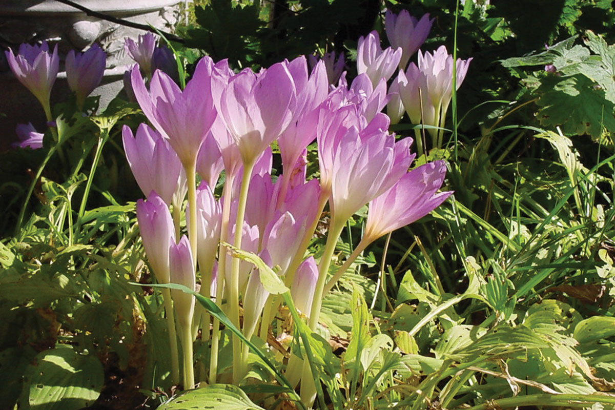 Colchicum Lycoris Spider Lilies Bulbs Radiata Hurricane Lily Cluster ...