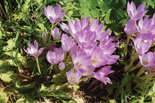 Colchicum Lycoris Spider Lilies Bulbs Radiata Hurricane Lily Cluster ...