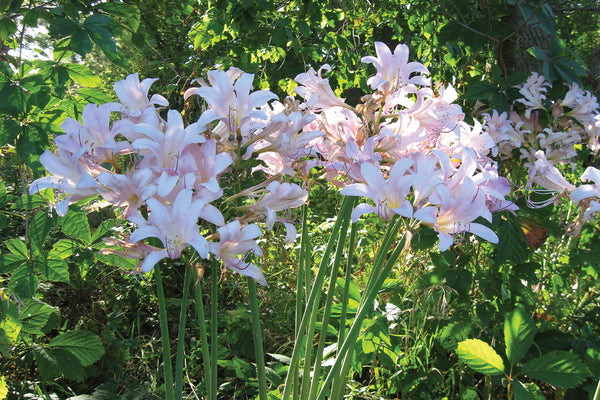 Lycoris Squamigera Spider Lilies Bulbs Radiata Hurricane Lily Cluster ...